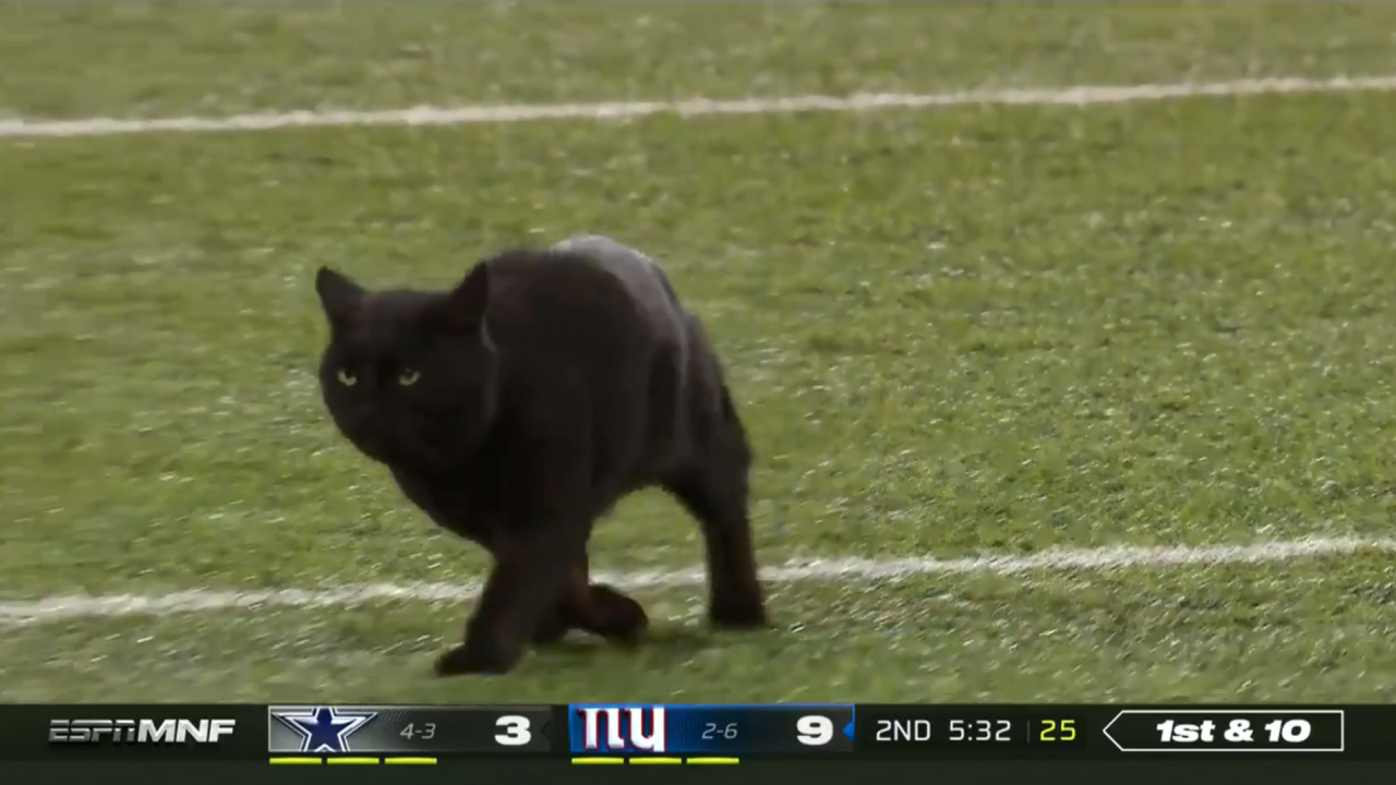 Kevin Harlan Hilariously Calls a Black Cat Appearance on MNF